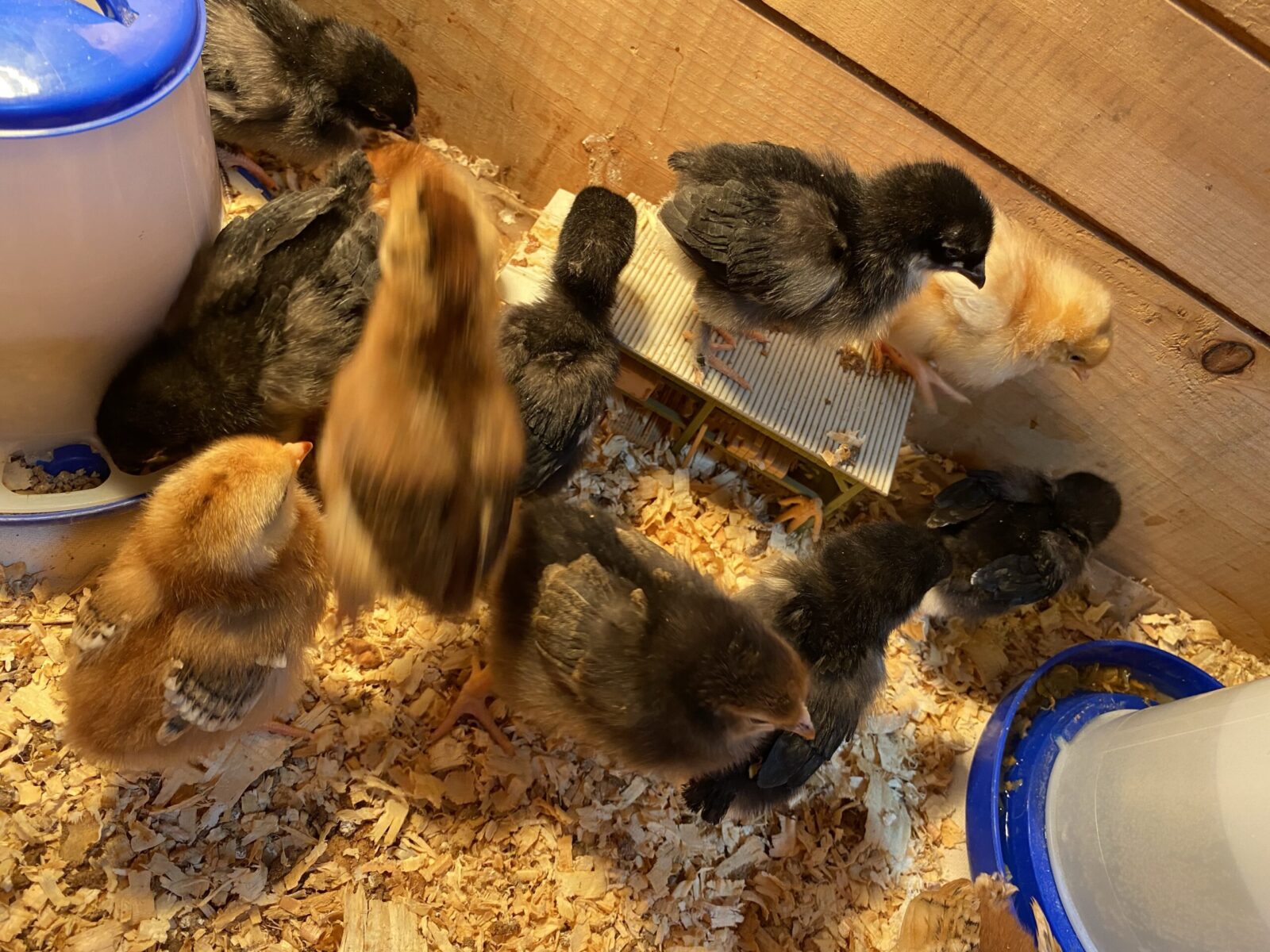 Hatching as a hobby... - Legendary Acres Hobby Farm