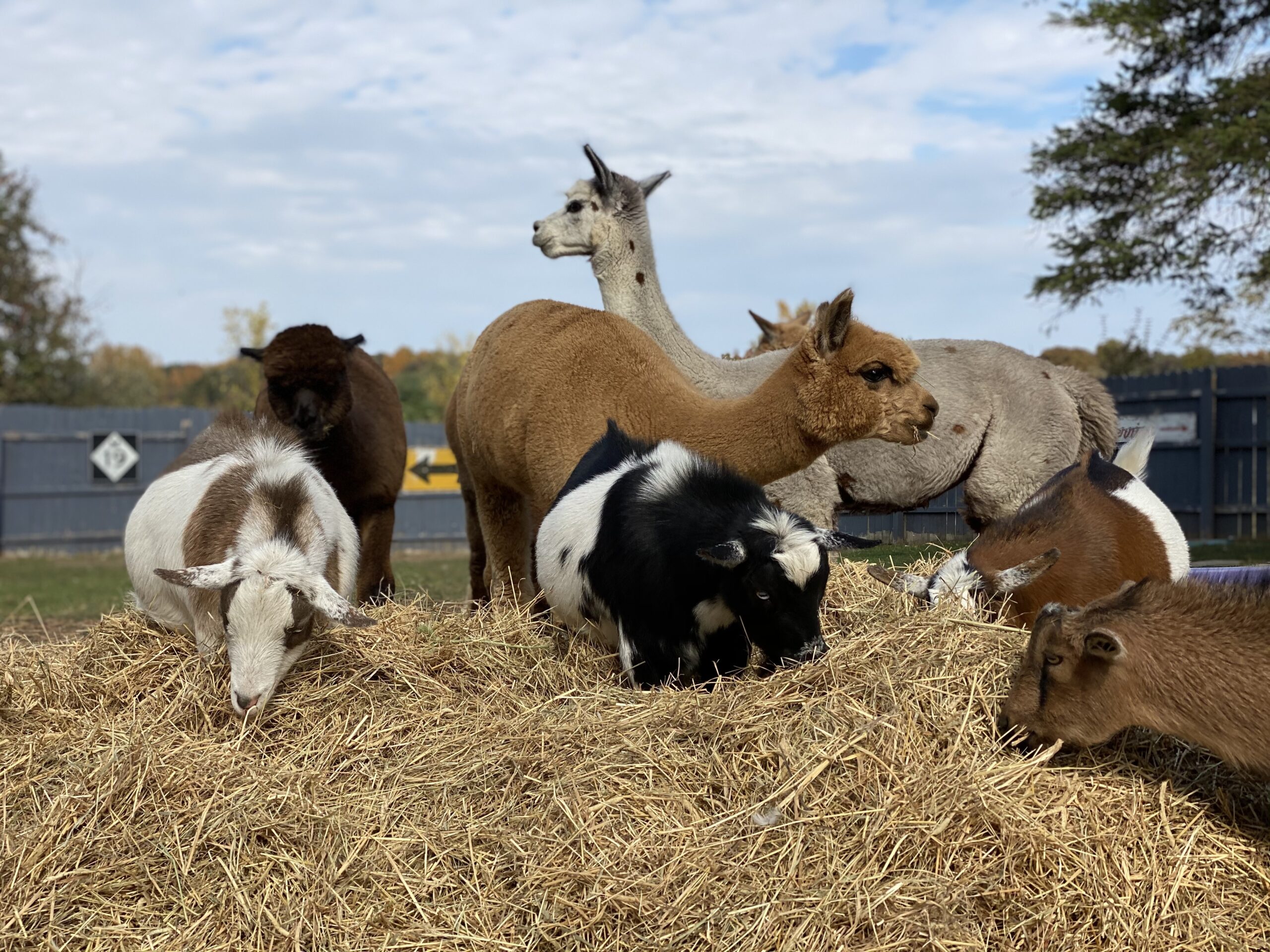 🌿 The Magic of Legendary Acres Hobby Farm 🌿 - Legendary Acres Hobby Farm