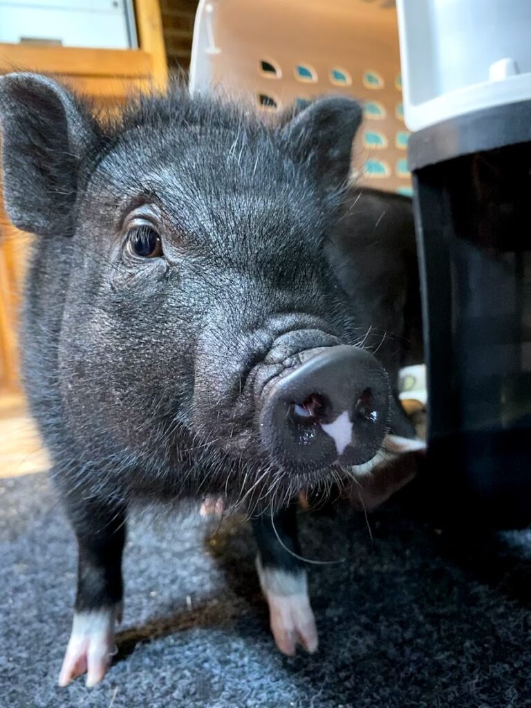 Mini Pigs - Legendary Acres Hobby Farm