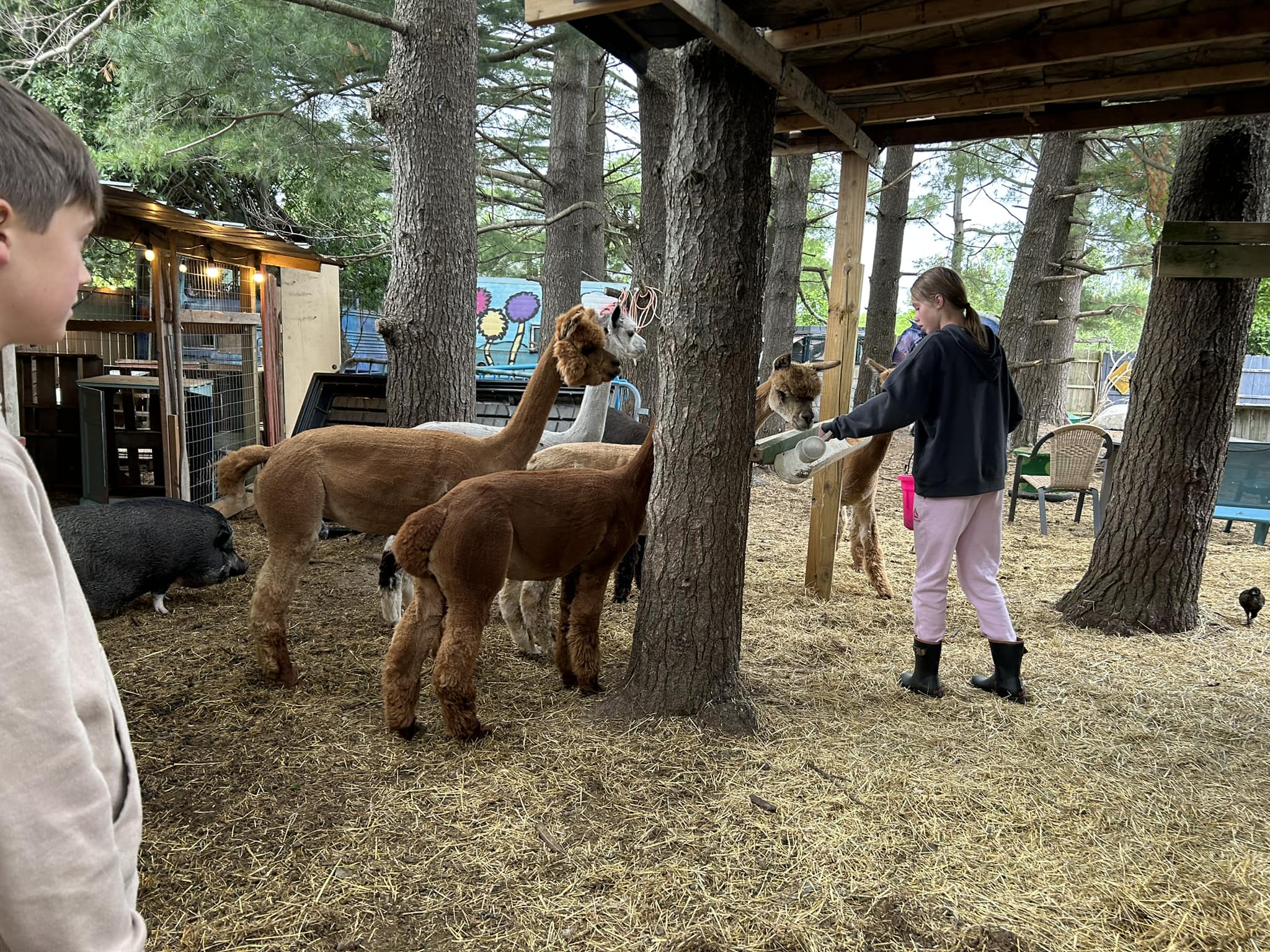 Alpaca Shearing: What happens on alpaca shearing day? This guide will ...