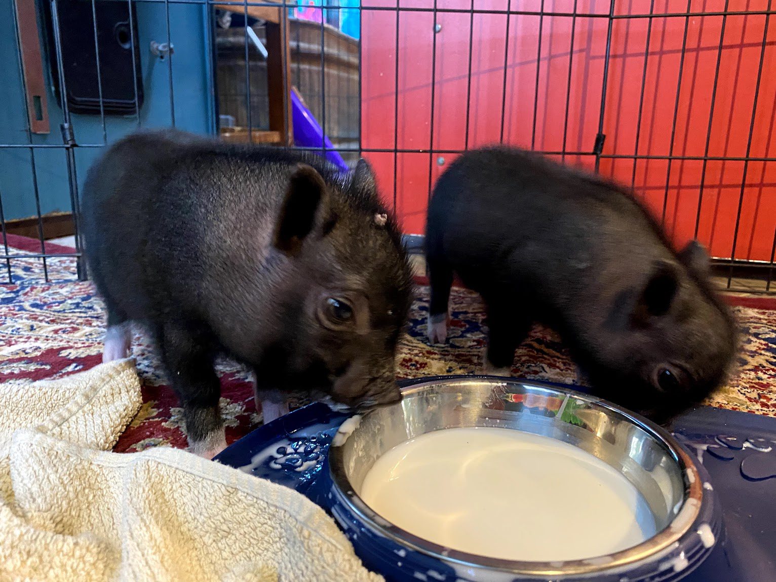Myths and Facts about Mini Pigs as household pets - Legendary Acres ...