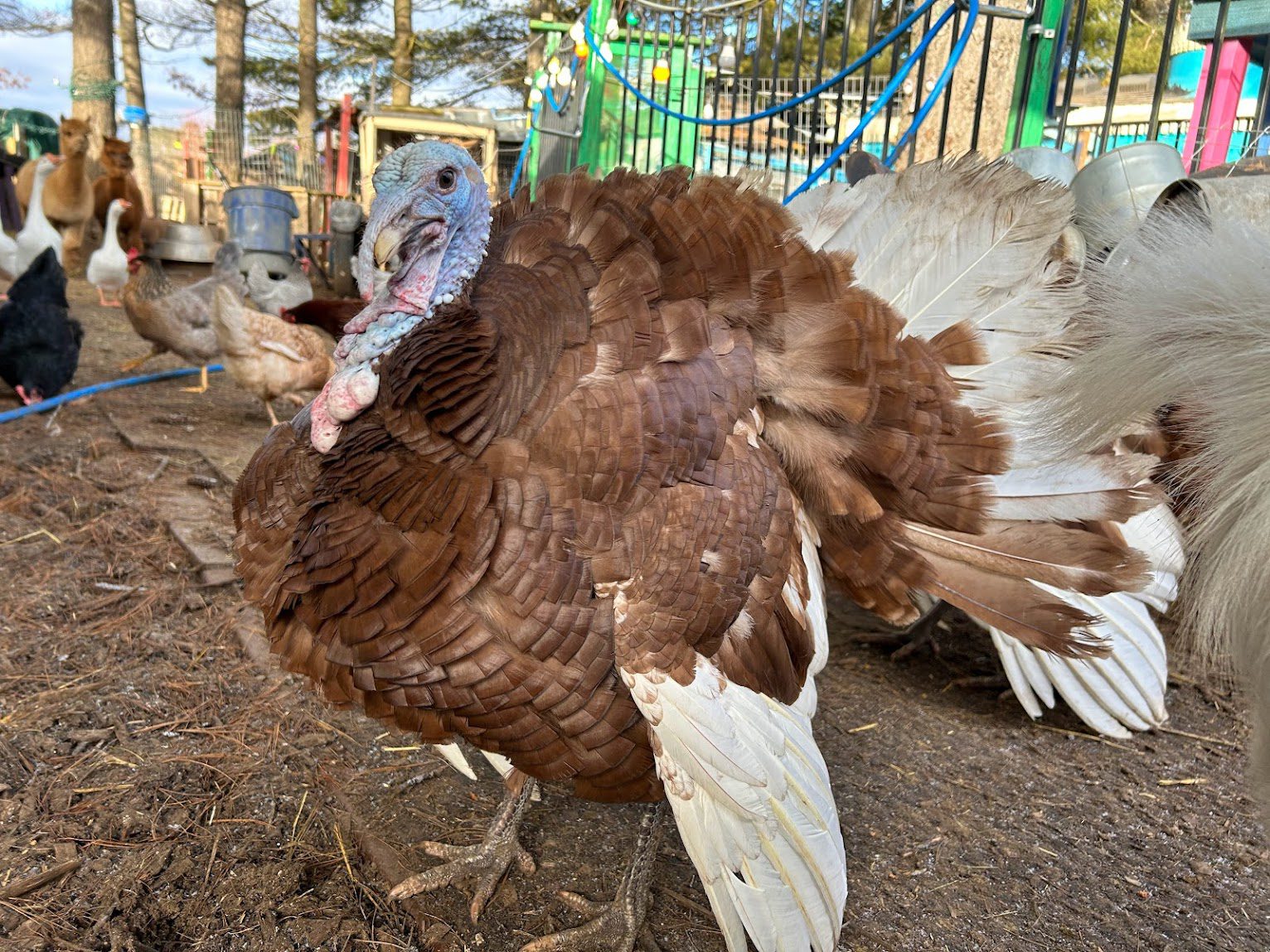 Let's talk Turkey! We have a Bourbon Red Turkey Tom on our Farm ...