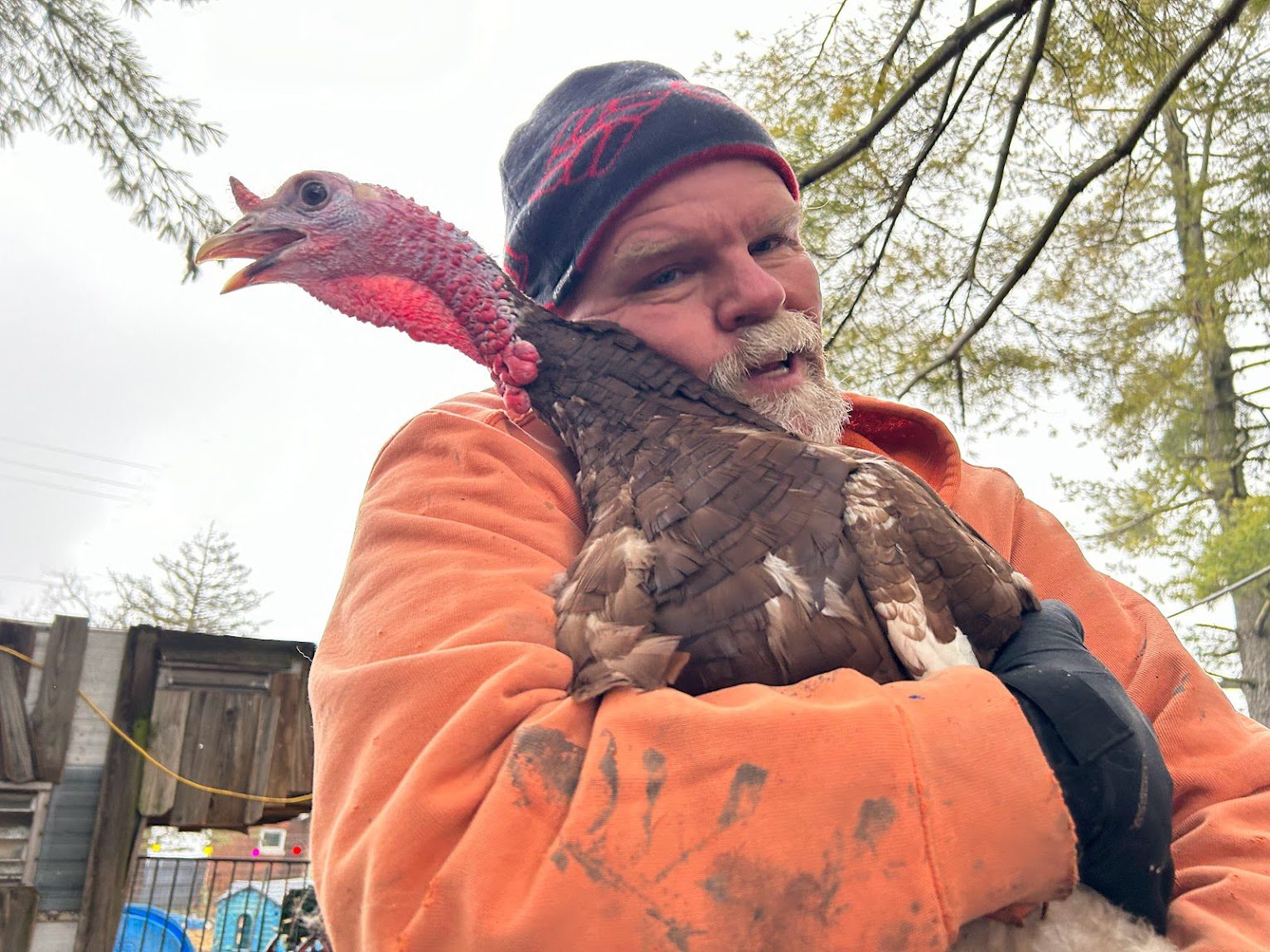 Let's talk Turkey! We have a Bourbon Red Turkey Tom on our Farm ...