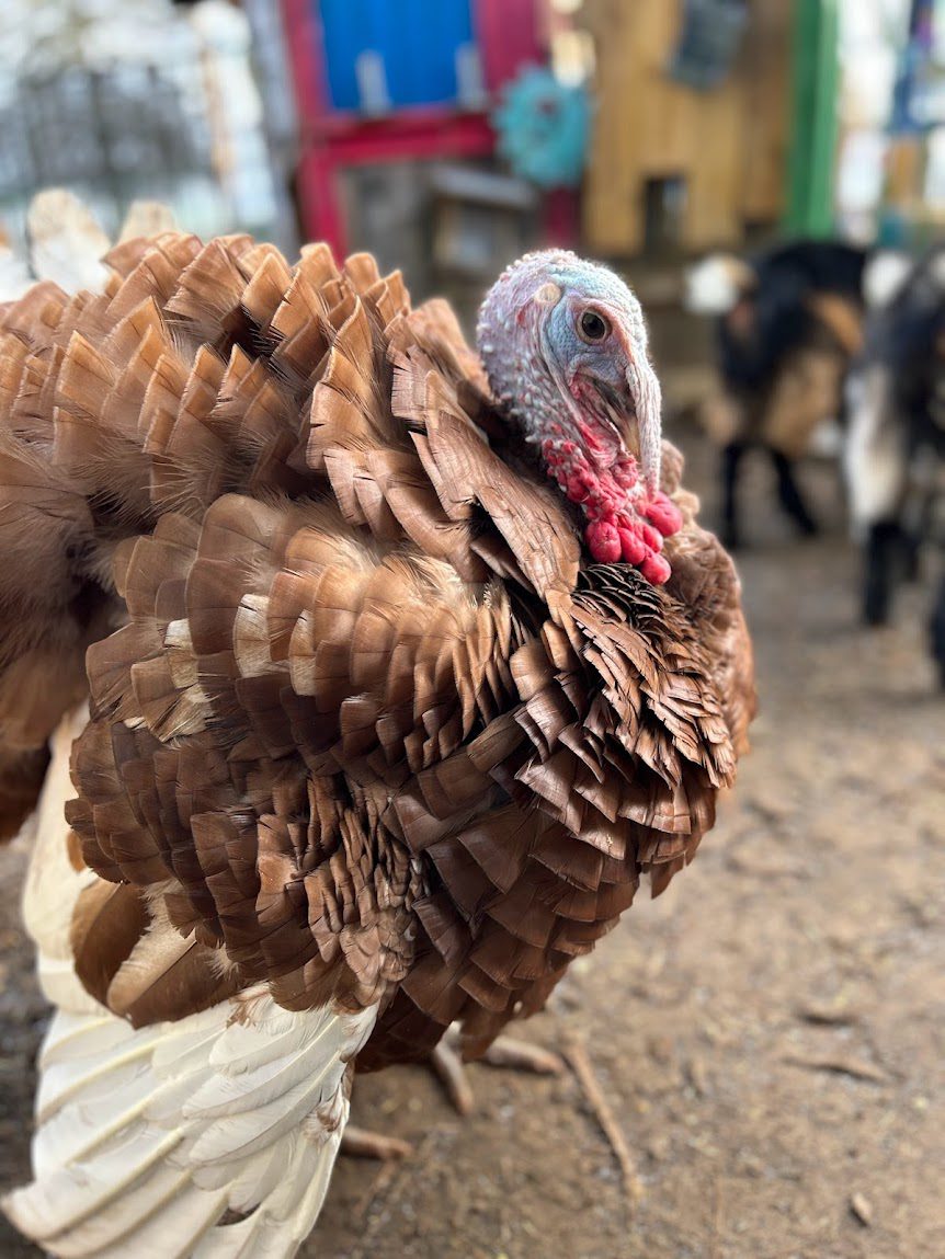 Let's talk Turkey! We have a Bourbon Red Turkey Tom on our Farm ...