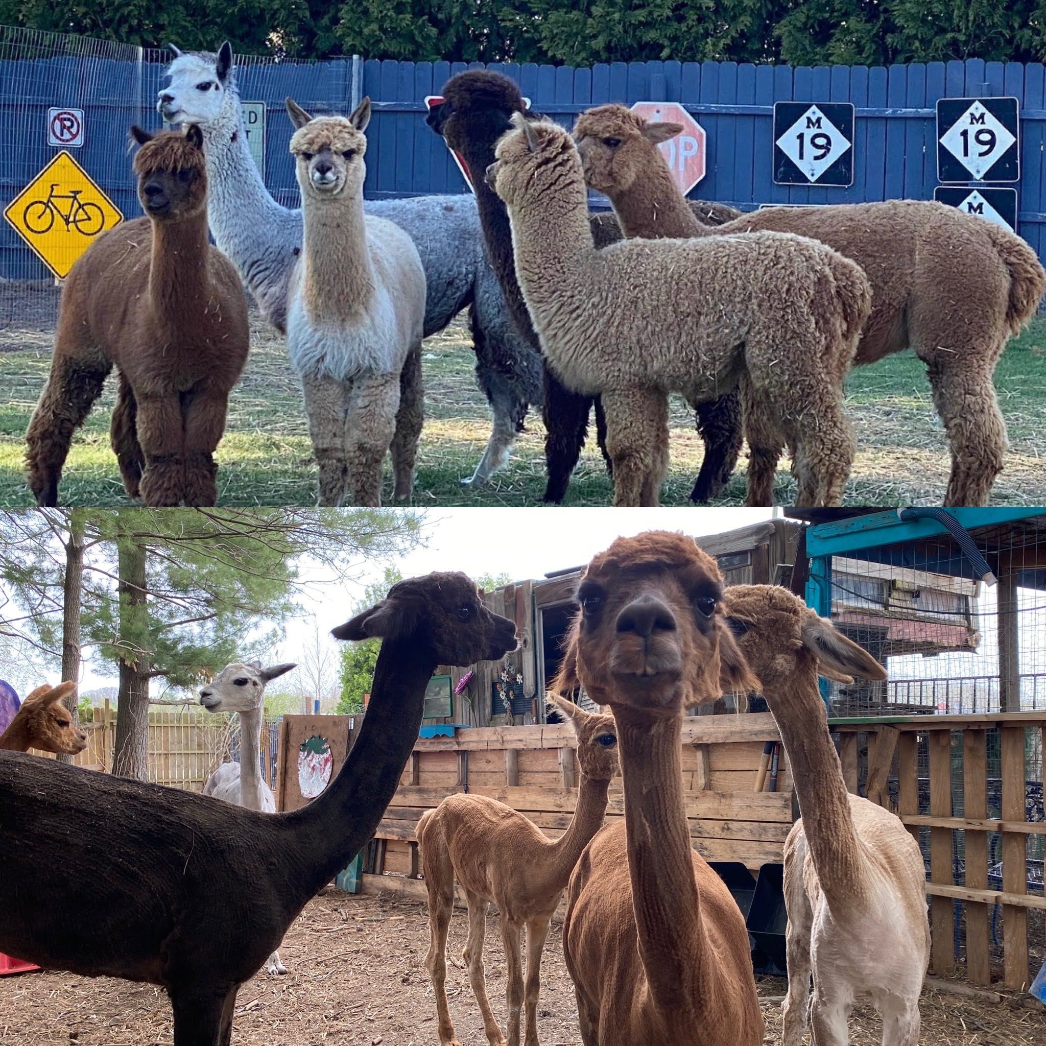 Alpaca Shearing: What happens on alpaca shearing day? This guide will ...