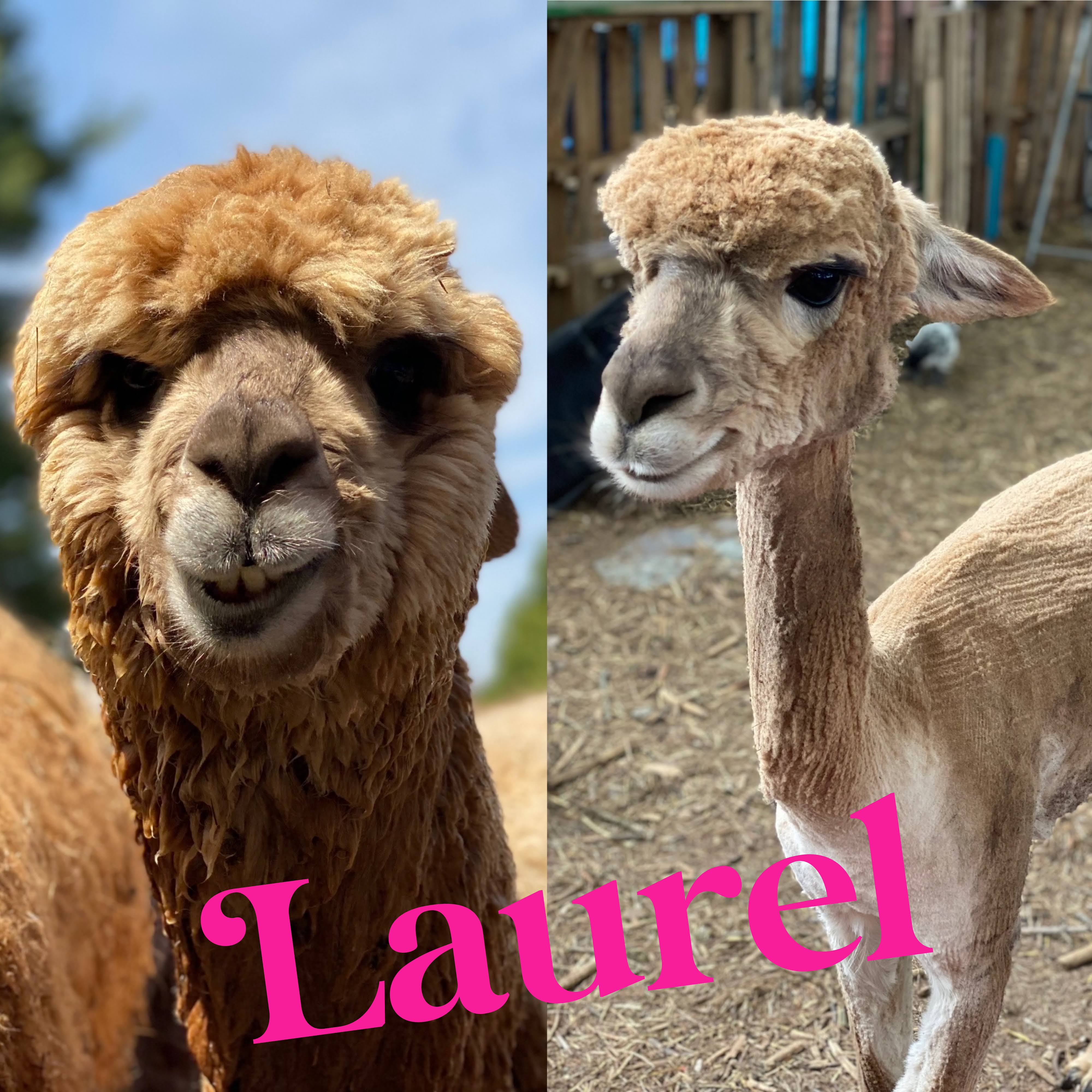 Alpaca Shearing: What happens on alpaca shearing day? This guide will ...