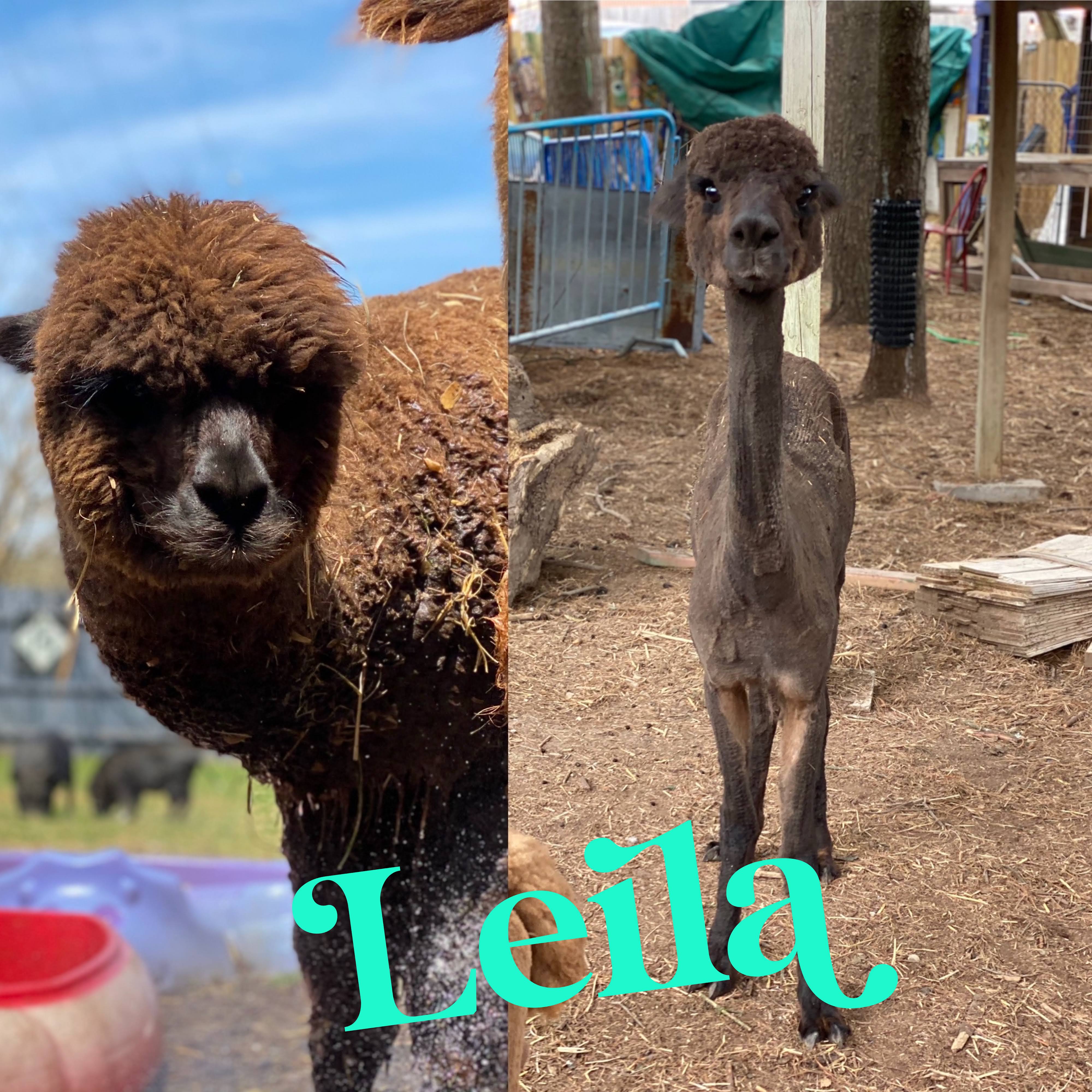 Alpaca Shearing: What happens on alpaca shearing day? This guide will ...