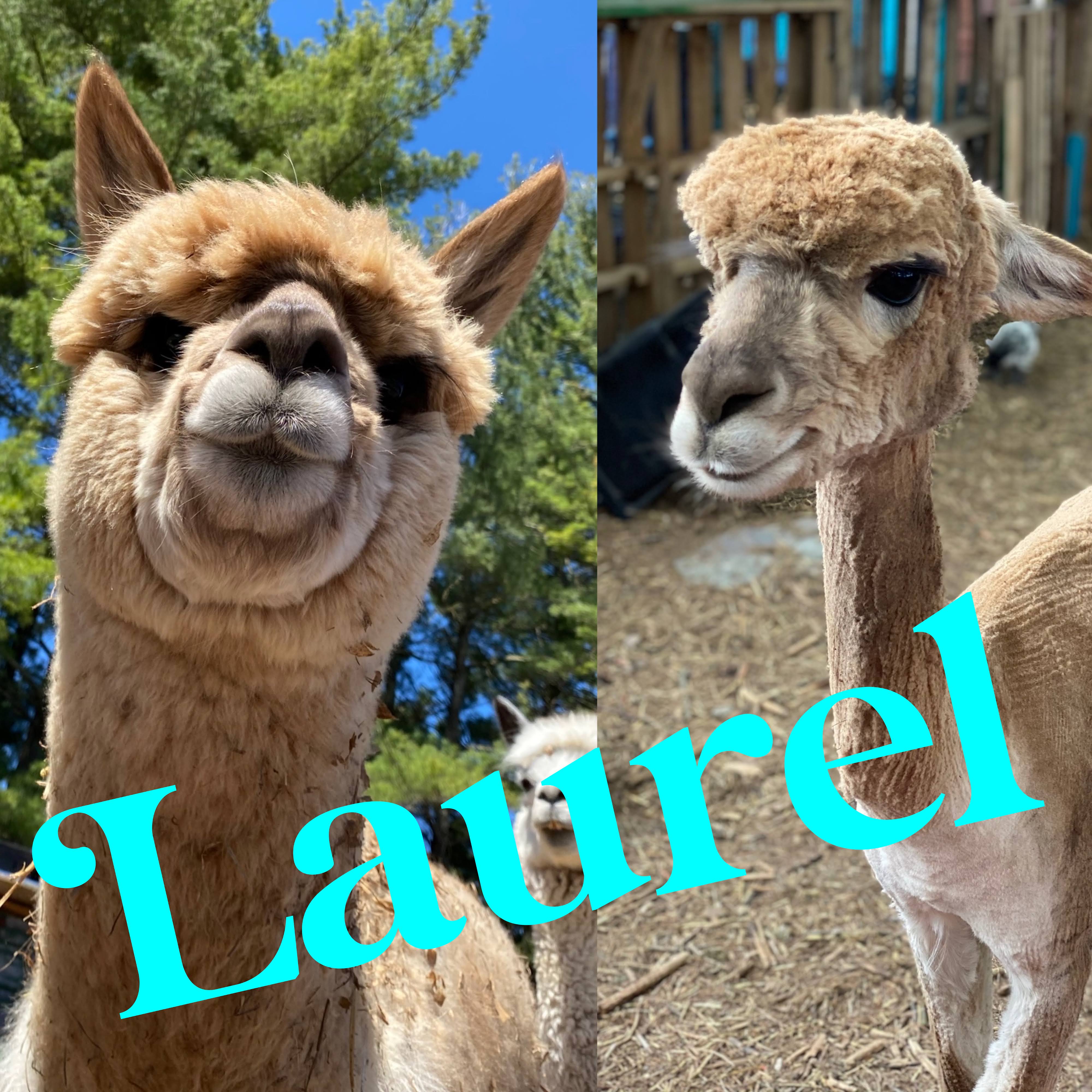 Alpaca Shearing: What happens on alpaca shearing day? This guide will ...