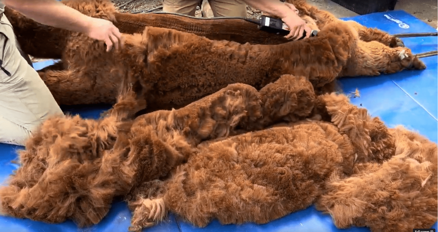 Alpaca Shearing: What happens on alpaca shearing day? This guide will ...
