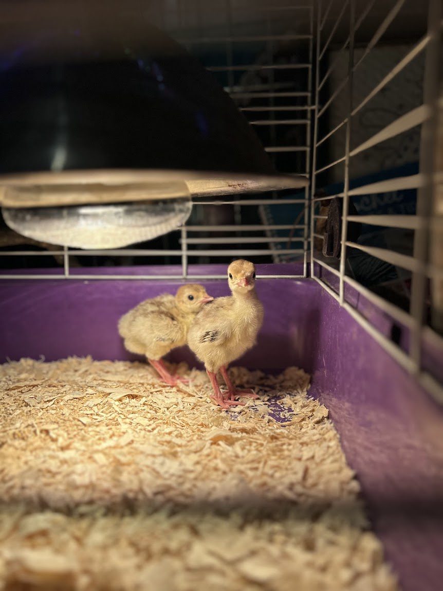 Bourbon Red Turkey Poults on the Farm- a Heritage breed - Legendary ...