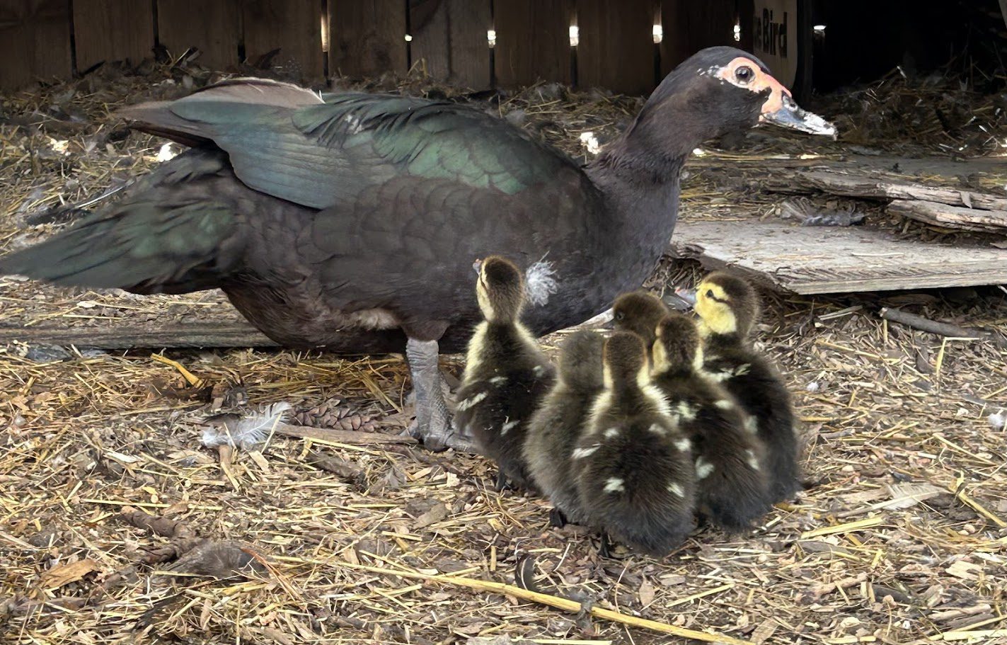 All about Muscovy Ducks and our Surprise Muscovy Duckling! - Legendary ...