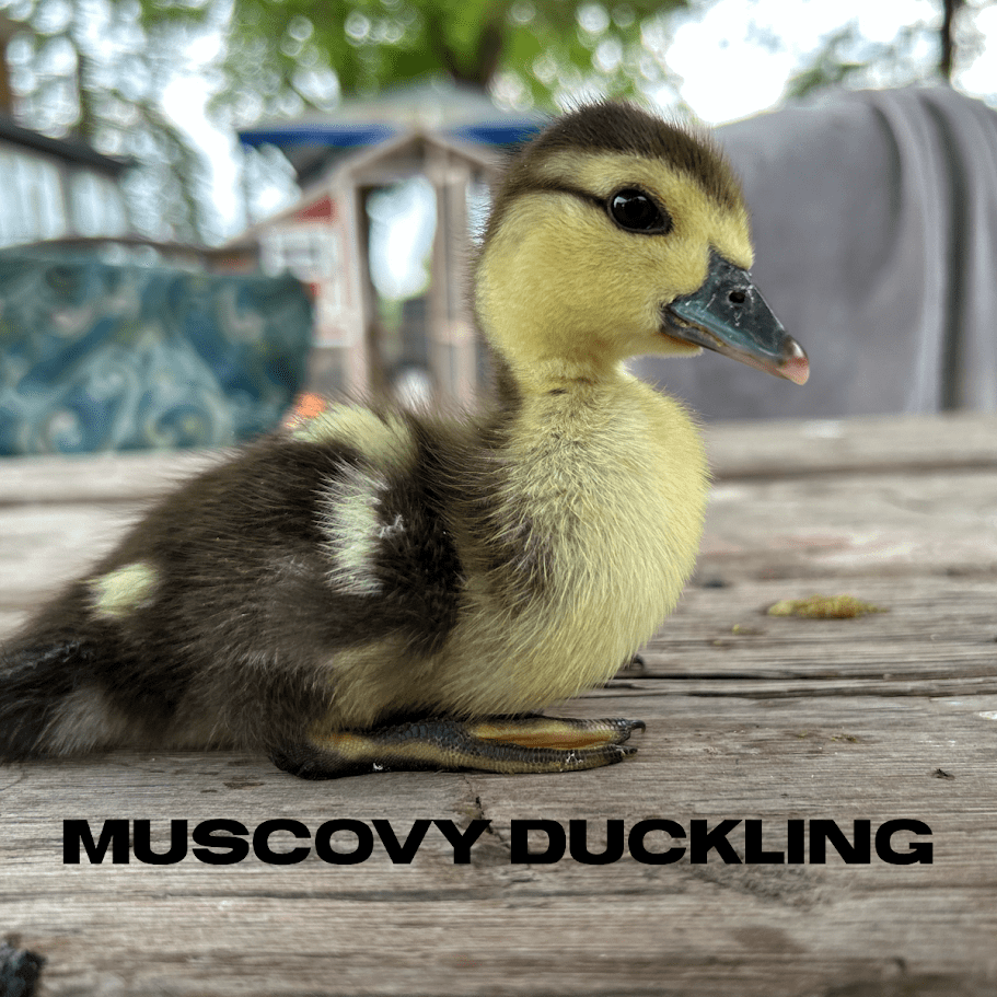 All about Muscovy Ducks and our Surprise Muscovy Duckling! - Legendary ...