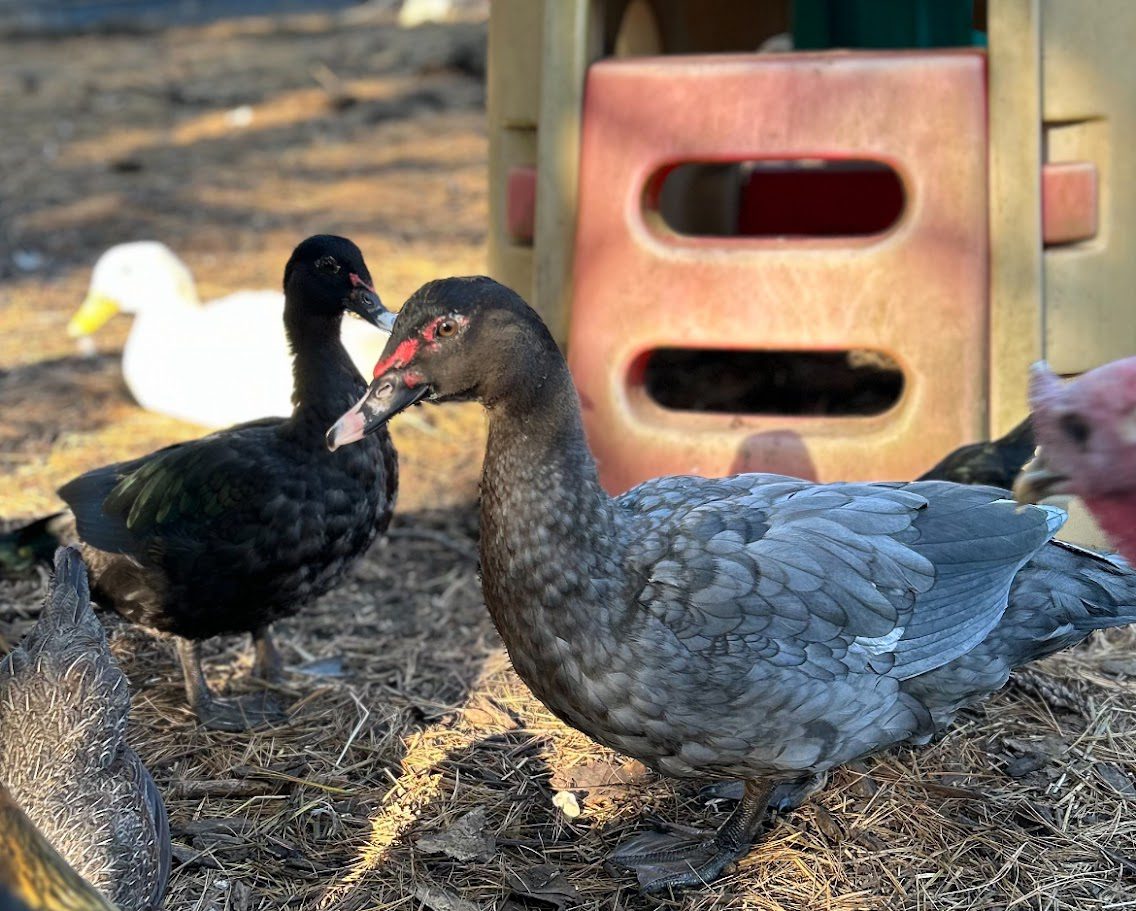 All about Muscovy Ducks and our Surprise Muscovy Duckling! - Legendary ...