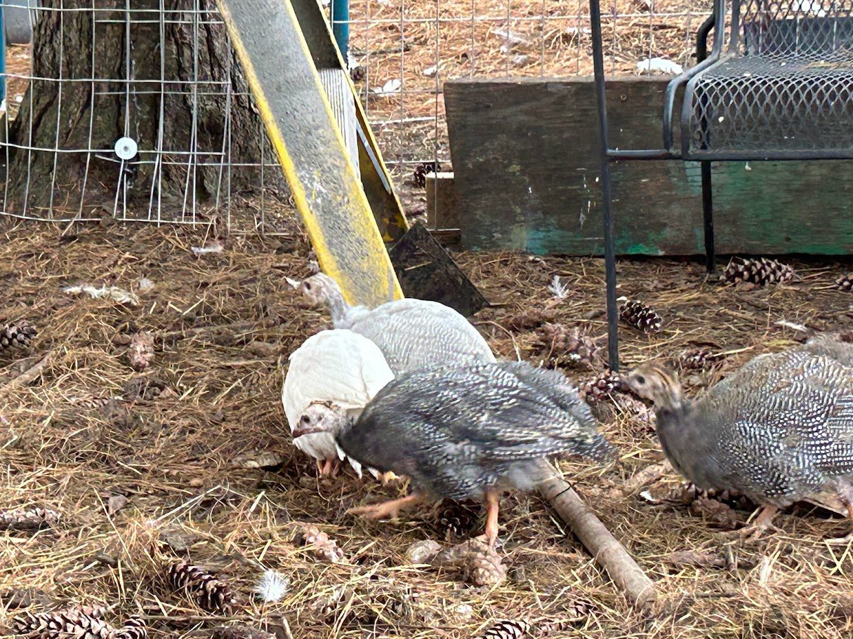 Here’s a detailed collection of Guinea Fowl facts 🐓 : - Legendary Acres ...