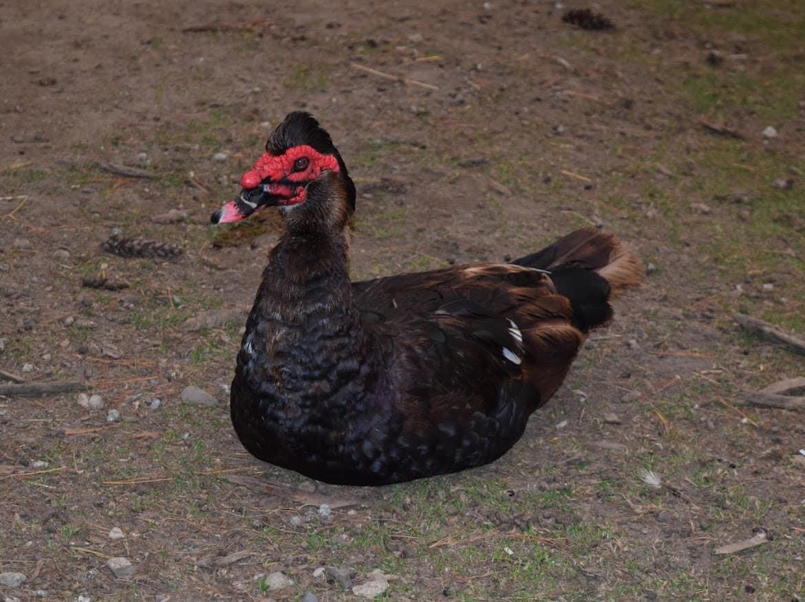 Here’s a detailed collection of Muscovy Duck facts 🦆 : - Legendary ...